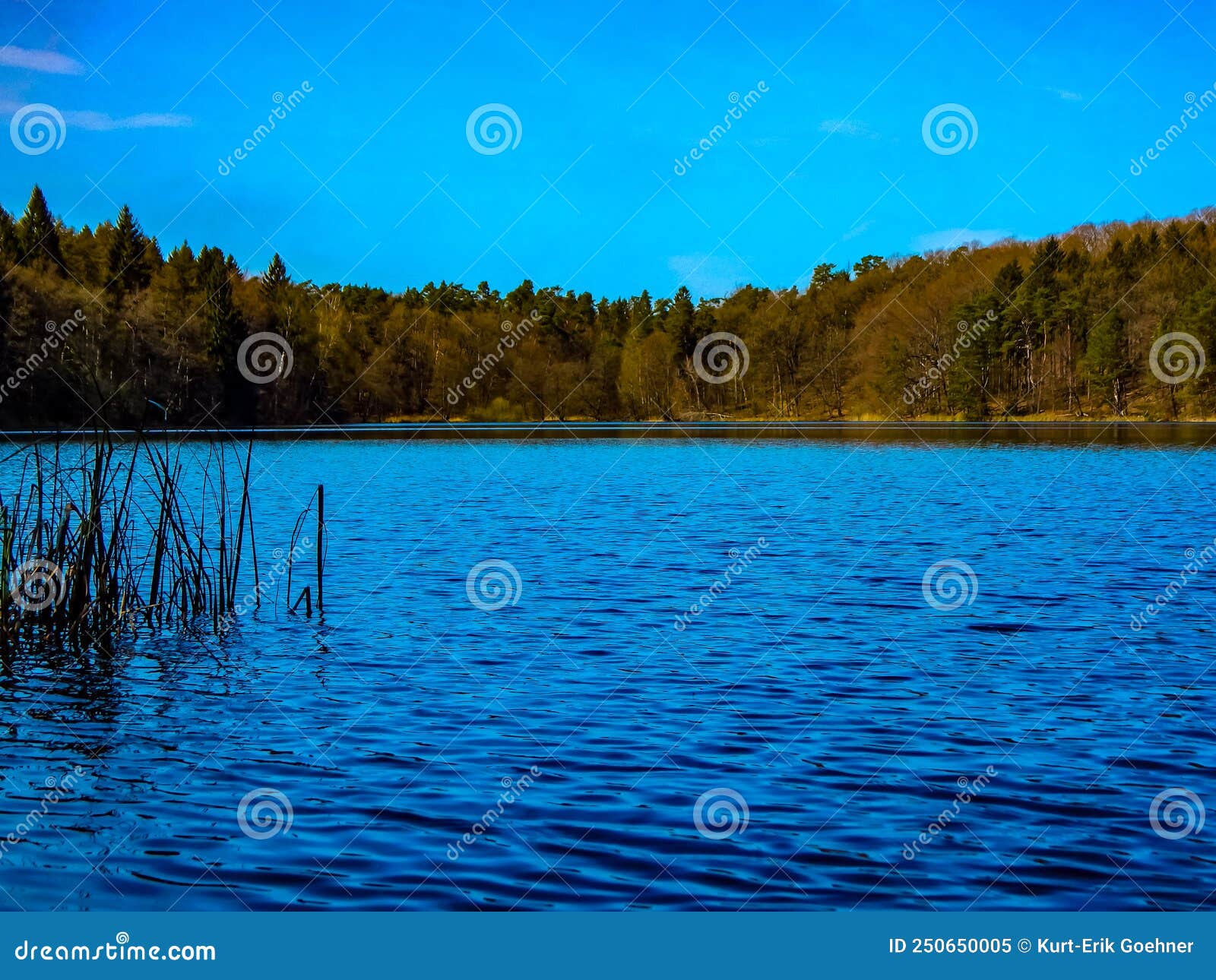 Small lake in the forest stock image. Image of sunlight - 250650005