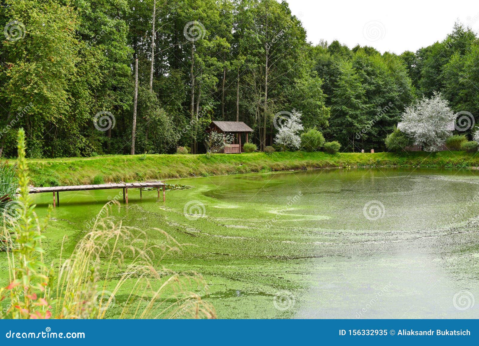 A Small Lake with Green Algae in the Forest Stock Image - Image of ...