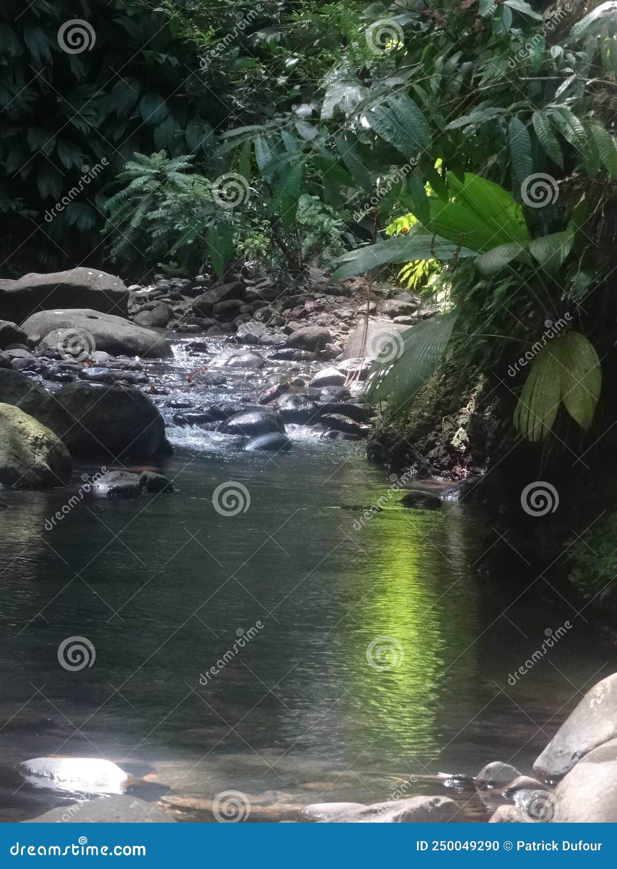 A Small Lake in the Lush Rainforest Stock Photo - Image of rainforest ...