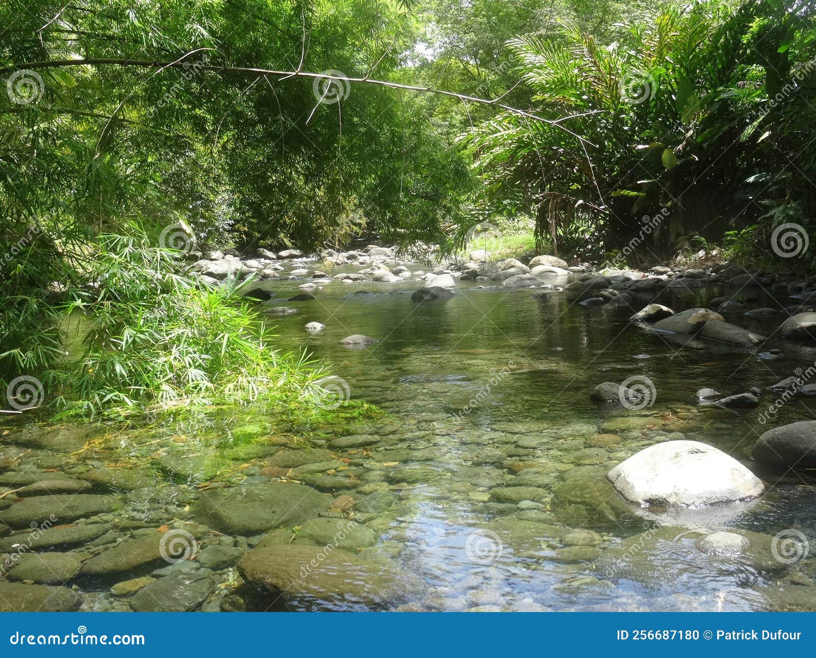 A Small Lake in the Rainforest Stock Photo - Image of pond, lush: 256687180