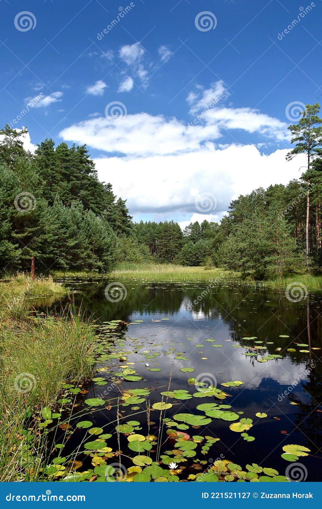 Small Lake in the Middle of the Forest in a Summertime Stock Image ...
