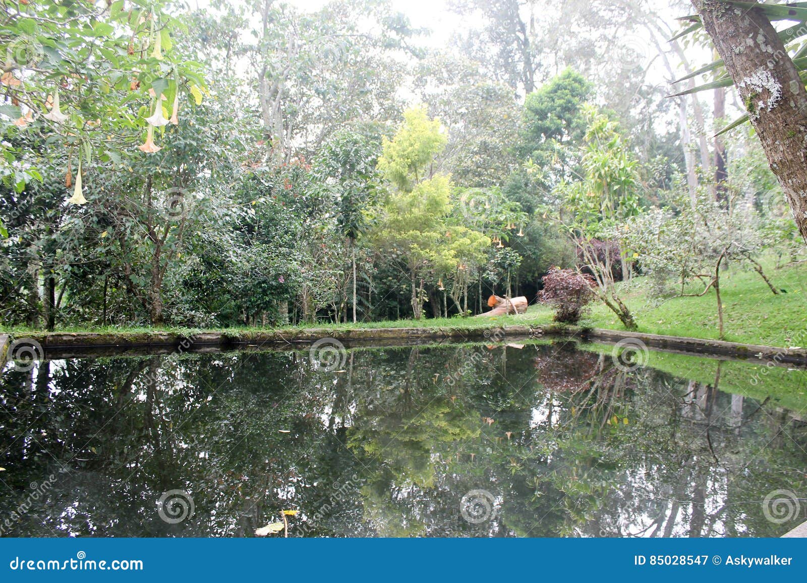 Small Lake or Pond : Beautiful Reflection of Green Trees in the Stock ...