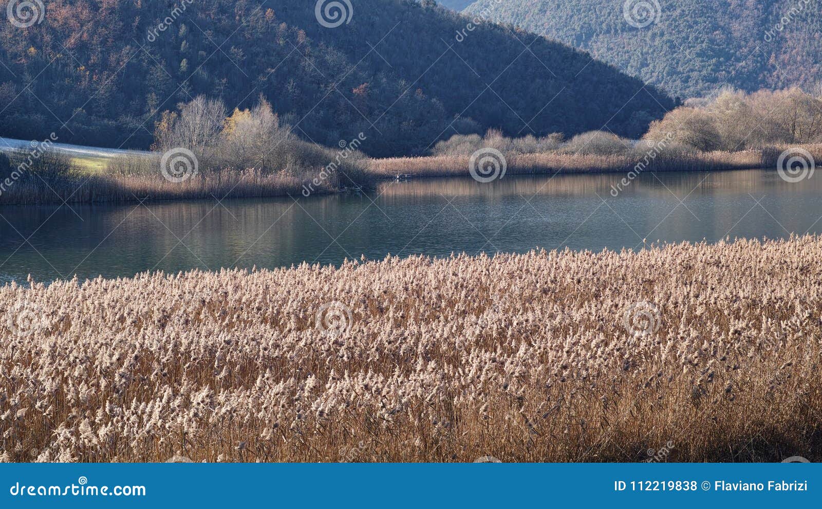 Small Lake Surrounded by Common Reed Stock Photo - Image of flora ...