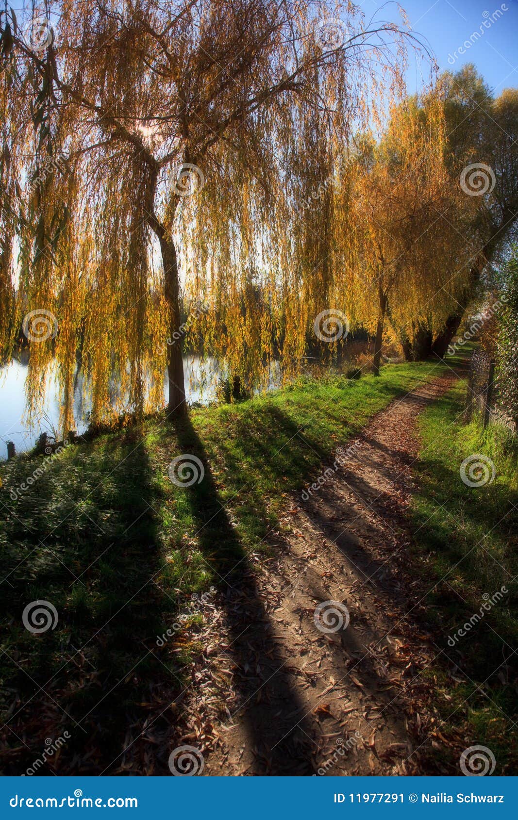 Small Lake with Trees in Autumn Stock Image - Image of environment ...