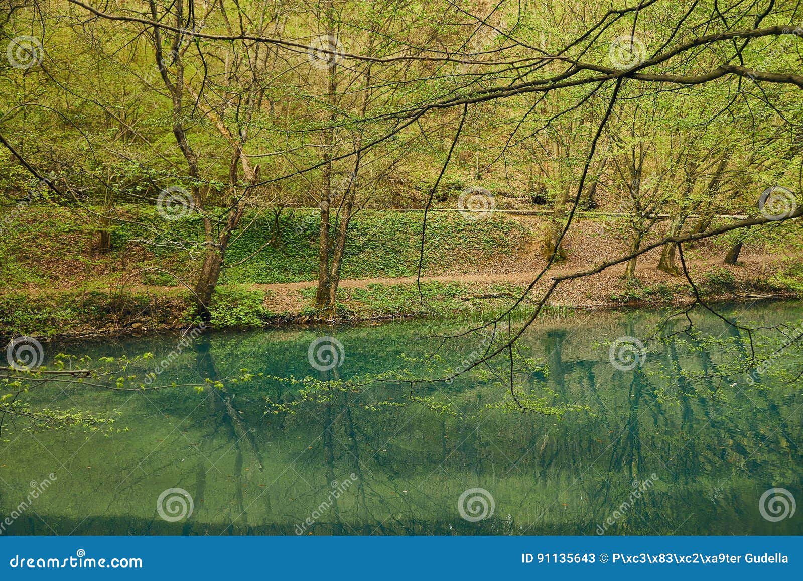 Small lake with trees stock image. Image of forest, idyllic - 91135643