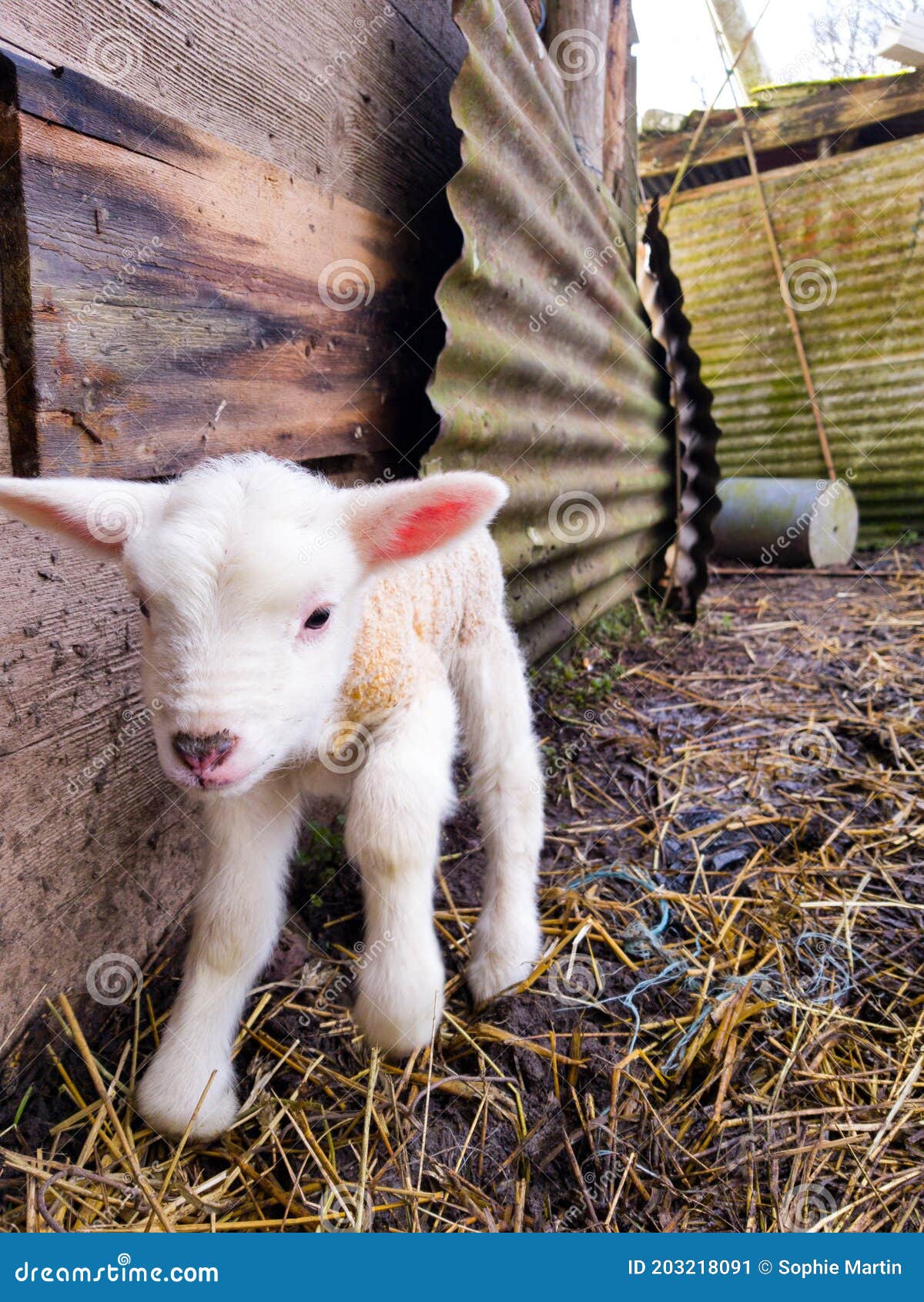 Small lamb in farm stock image. Image of mammal, lamb - 203218091