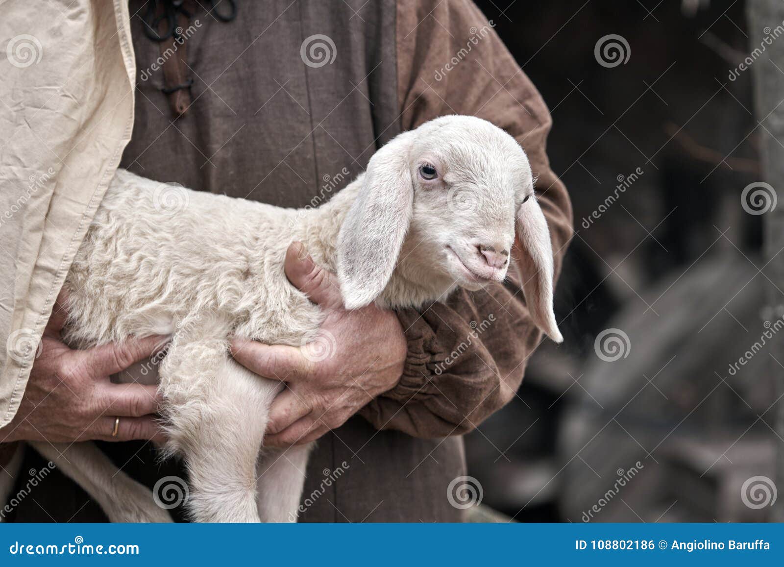 Small Lamb in the Shepherd`s Arm Stock Photo - Image of background ...