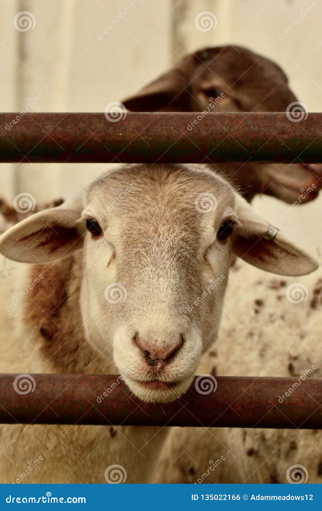 Small lamb stock photo. Image of animal, soft, agriculture - 135022166
