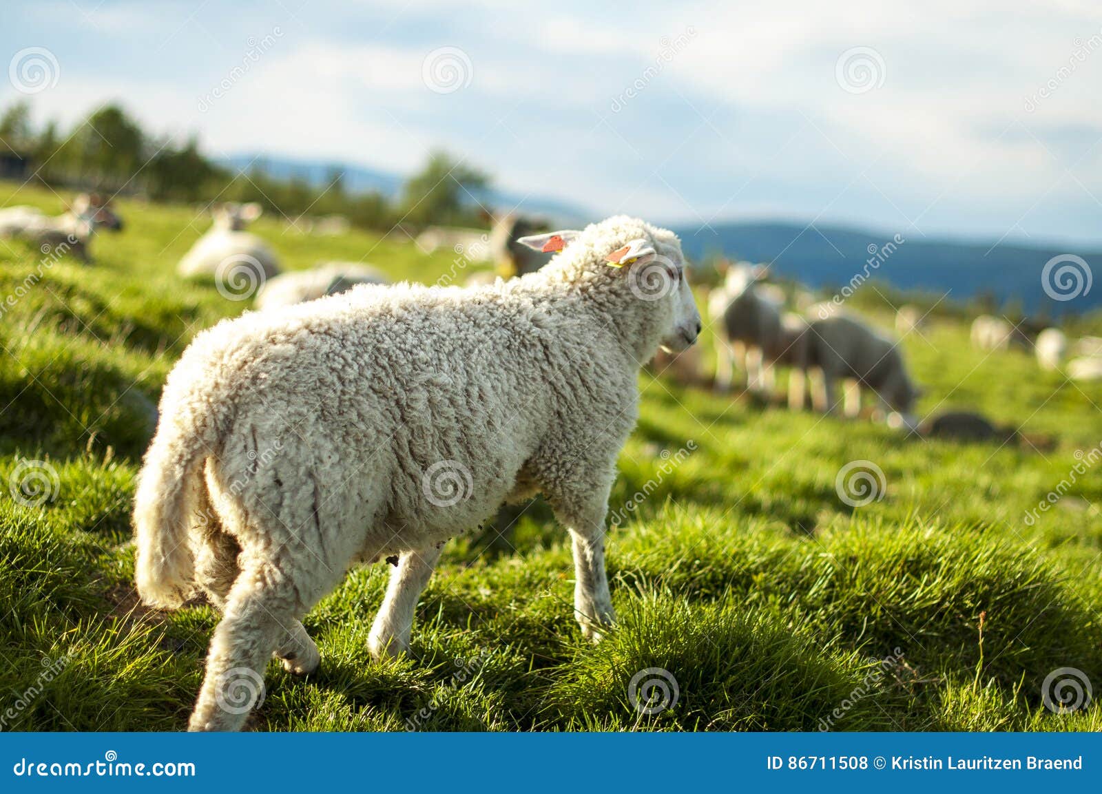 One Lamb On Grass Under Tauranga City Council Warning Sign On Slope Of ...