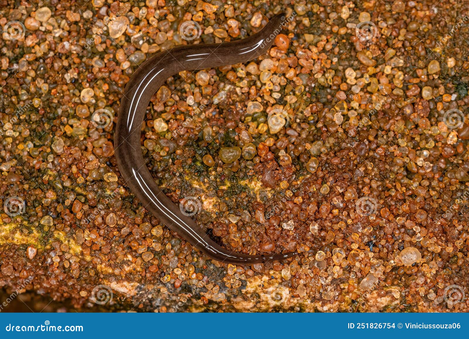 Small Land Planarian stock photo. Image of rhabditophora - 251826754