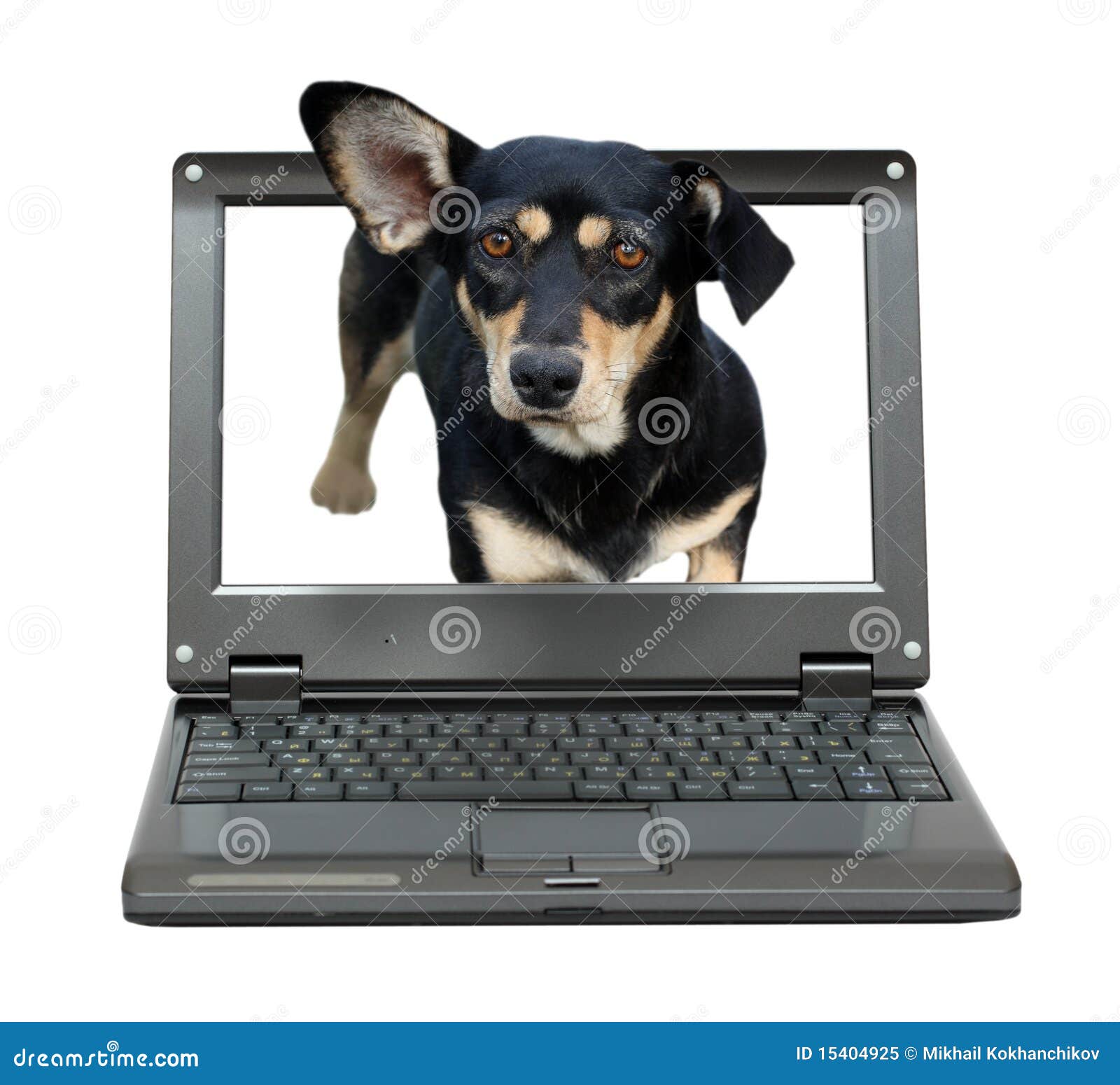 Small laptop with dog stock image. Image of small, telecommunications ...