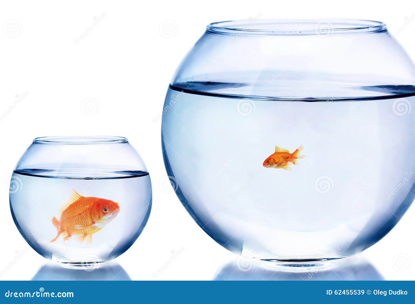 Small stock image. Image of comparison, goldfish, overgrown - 62455539