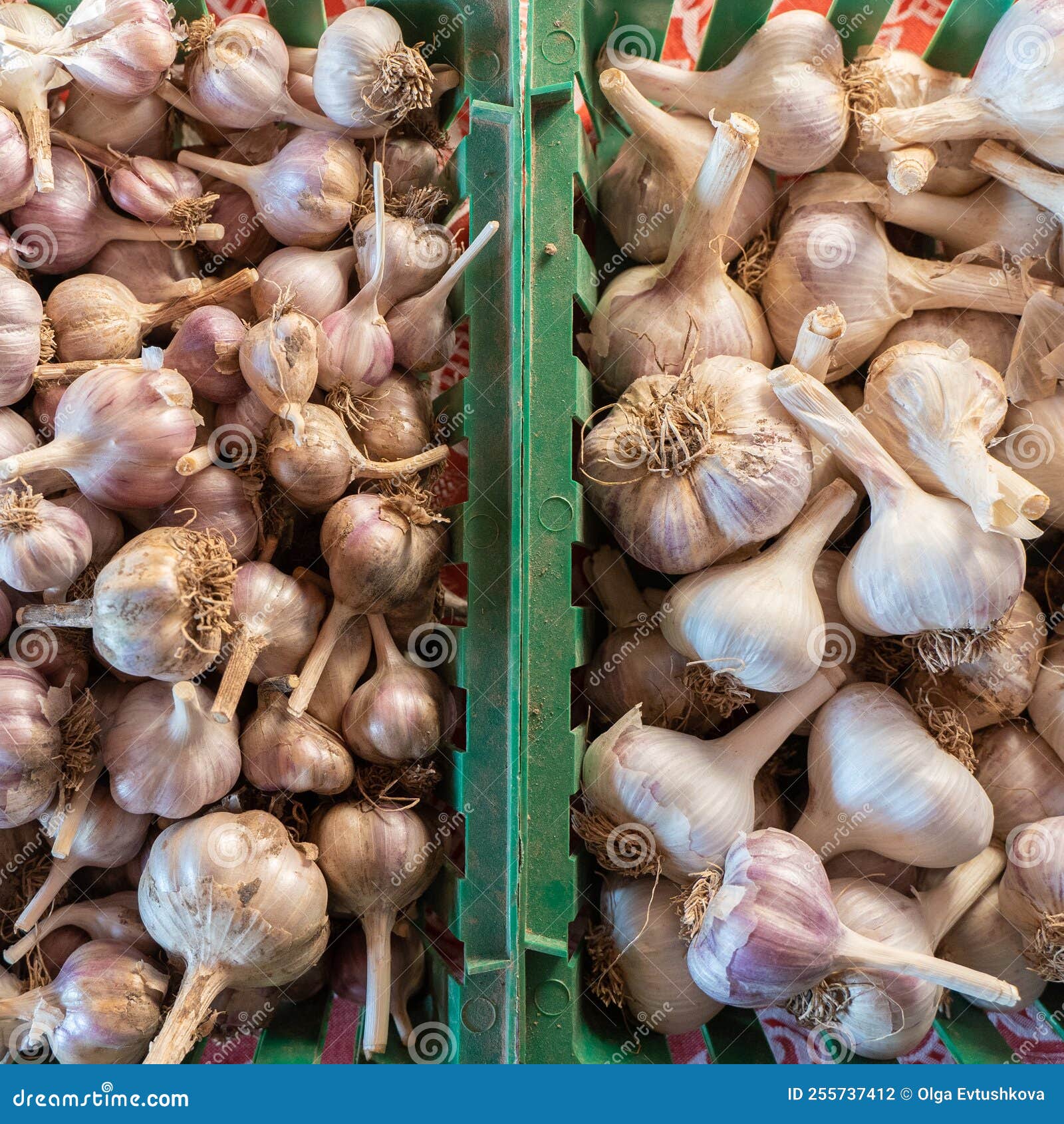 Small and Large Garlic are Sorted into Different Containers, Garlic ...