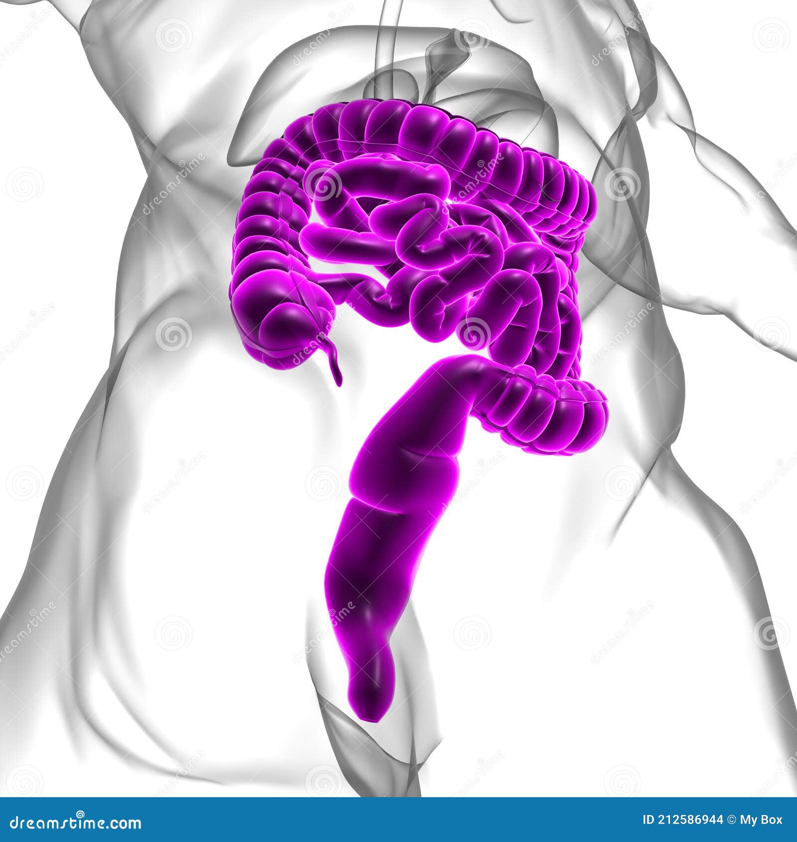 Small And Large Intestine 3d Illustration Human Digestive System