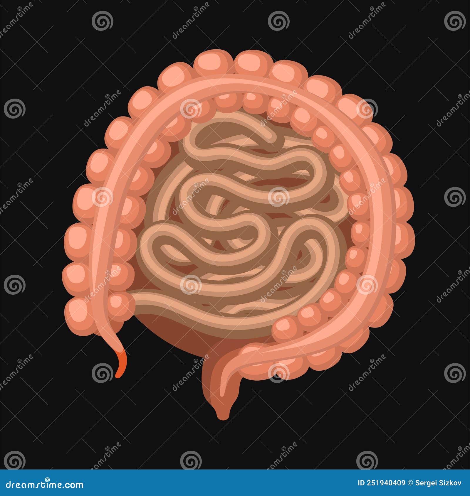Small and Large Intestine. Digestive Tract with Appendix Stock Vector ...