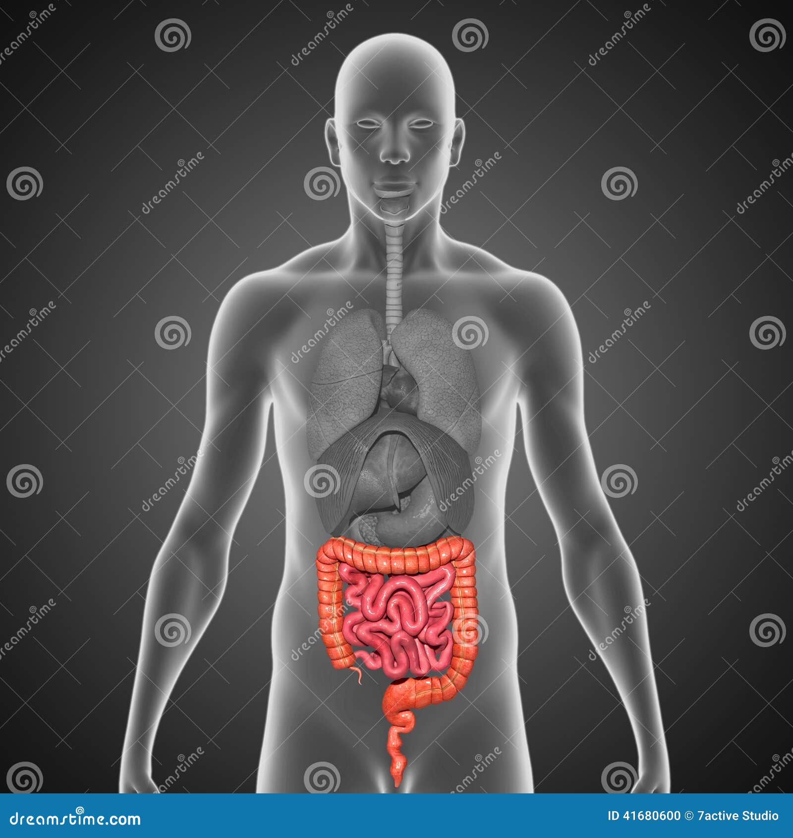 Small and large intestine stock illustration. Illustration of appendix ...