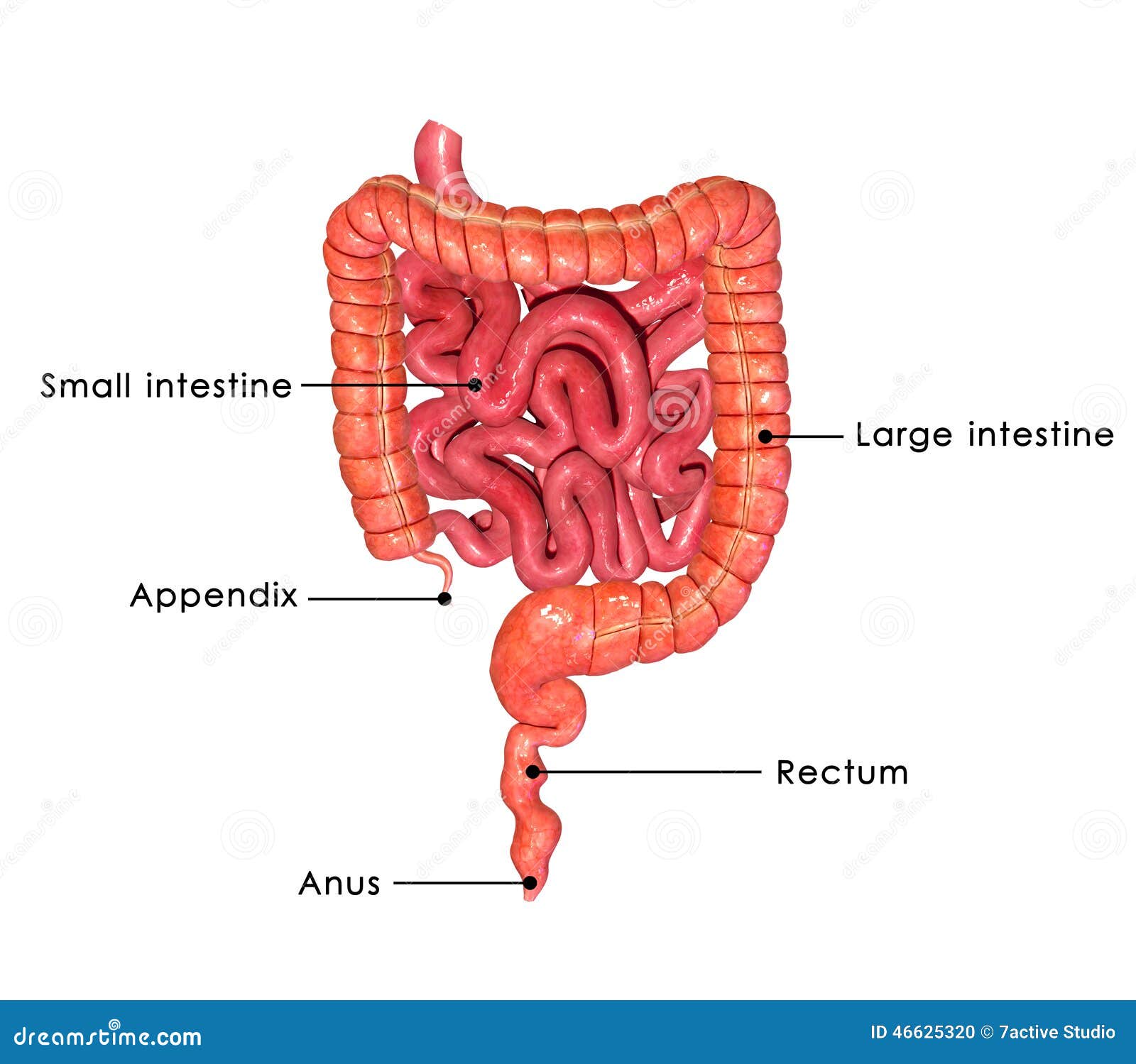 Large Intestine And Small Intestine Diagram Large Intestine And Small Intestine Diagram