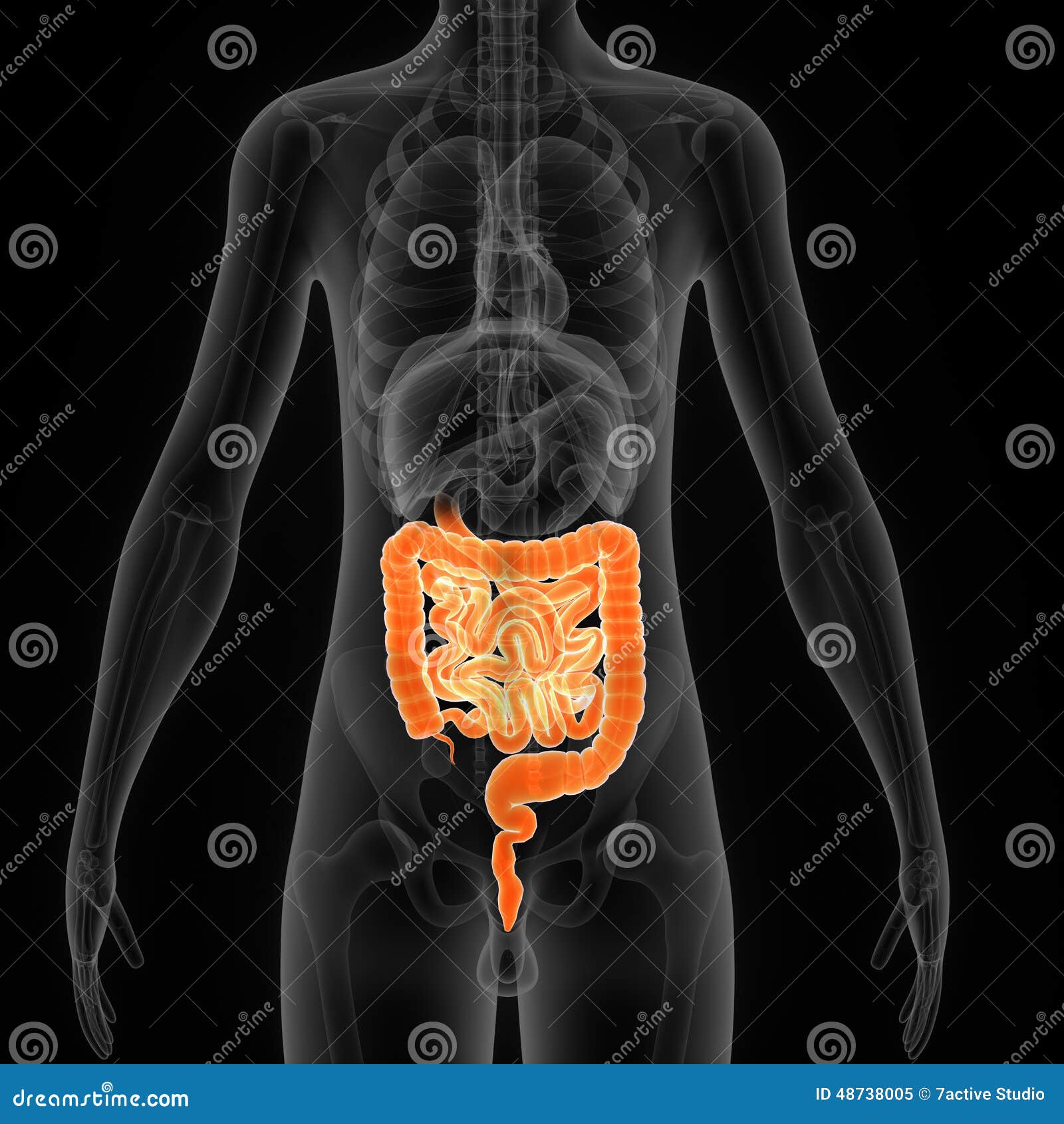Small and large intestine stock illustration. Illustration of ...