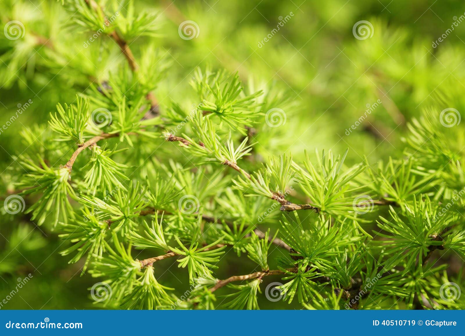 Small Larix Tree Leaves Close Up Stock Image - Image of tradition ...