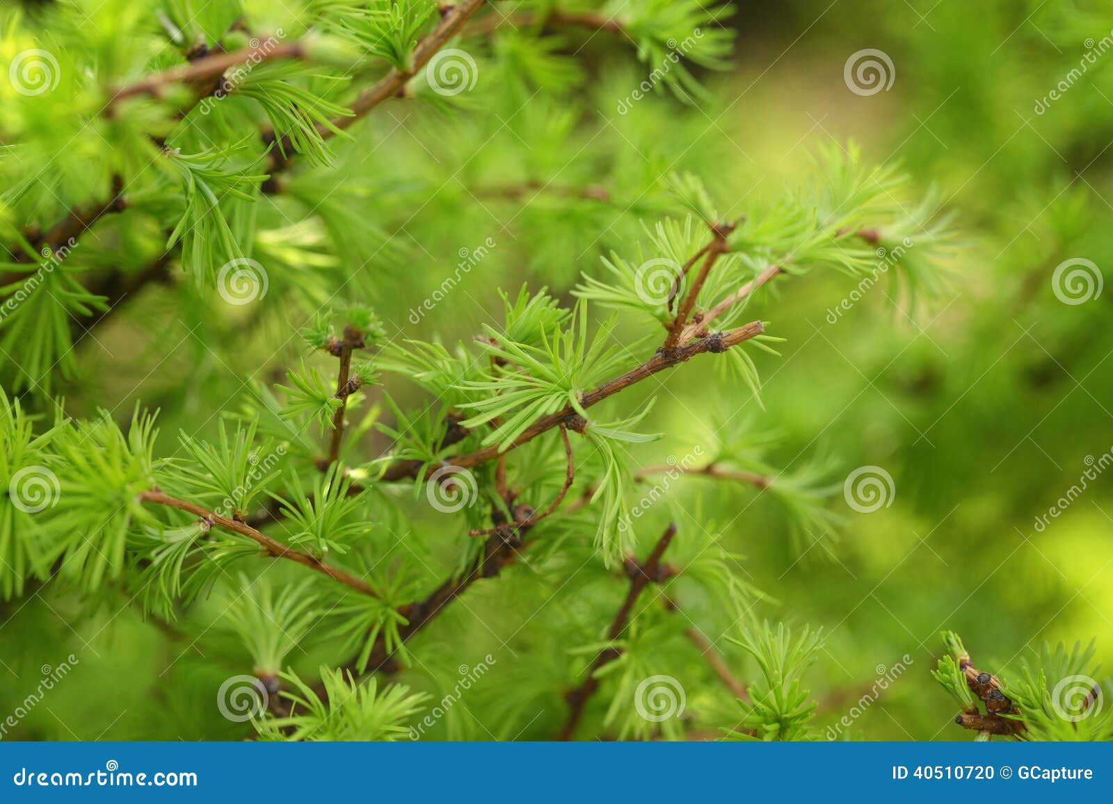 Small Larix Tree Leaves Close Up Stock Photo - Image of larch, spruce ...