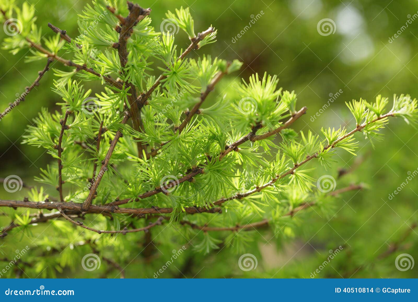 Small Larix Tree Leaves Close Up Stock Photo - Image of biology, woods ...