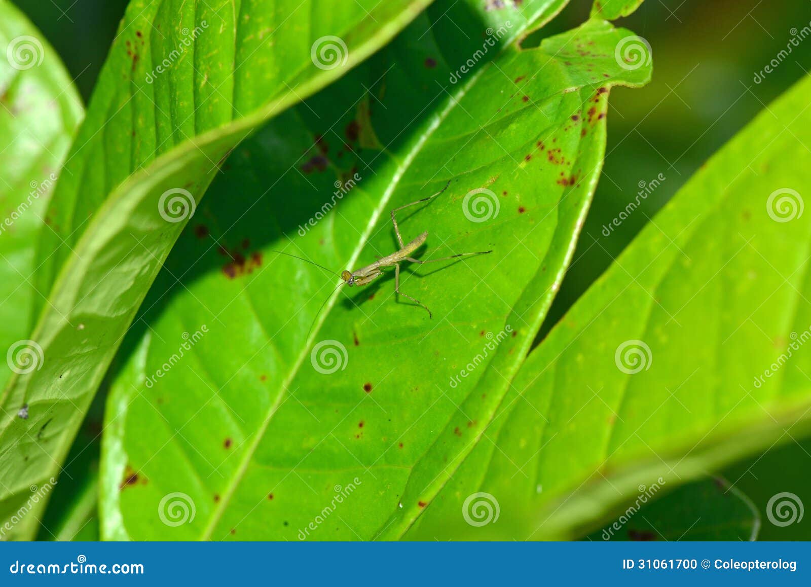 Small larva of mantis stock photo. Image of insects, leaf - 31061700
