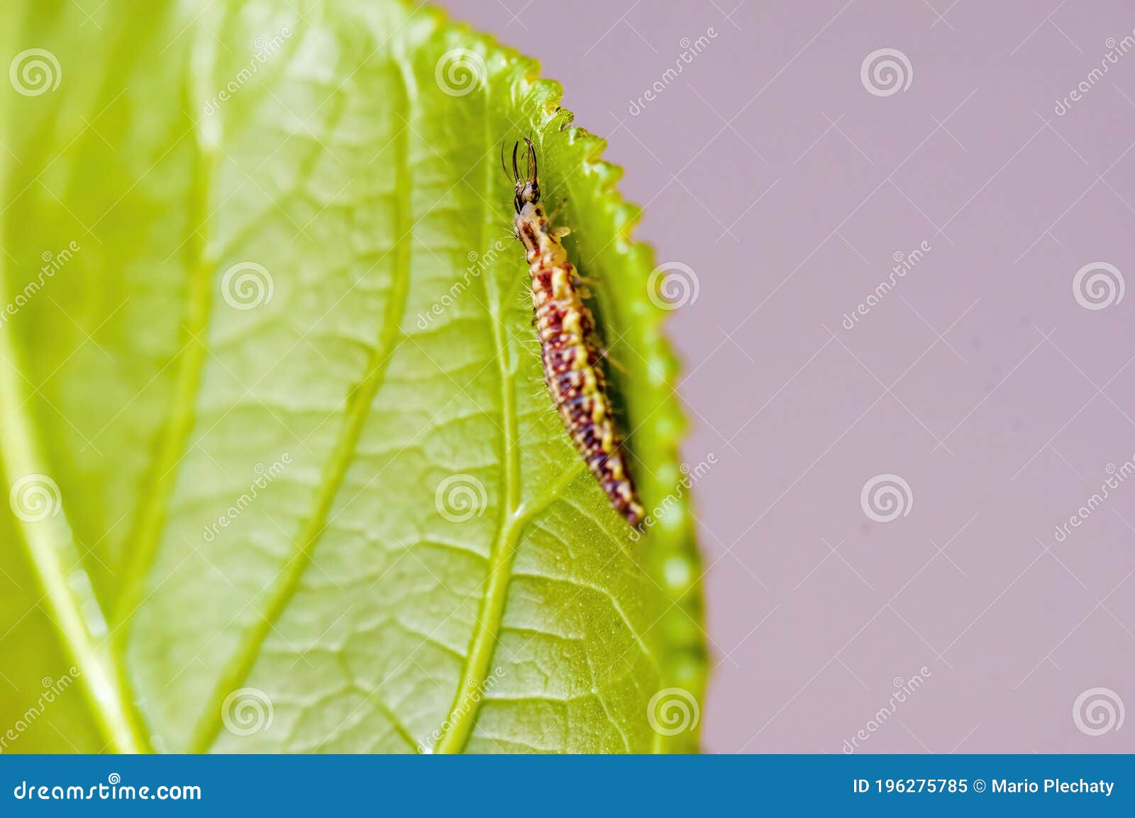 A Small Larvae Insect on a Plant in the Meadow Stock Image - Image of ...