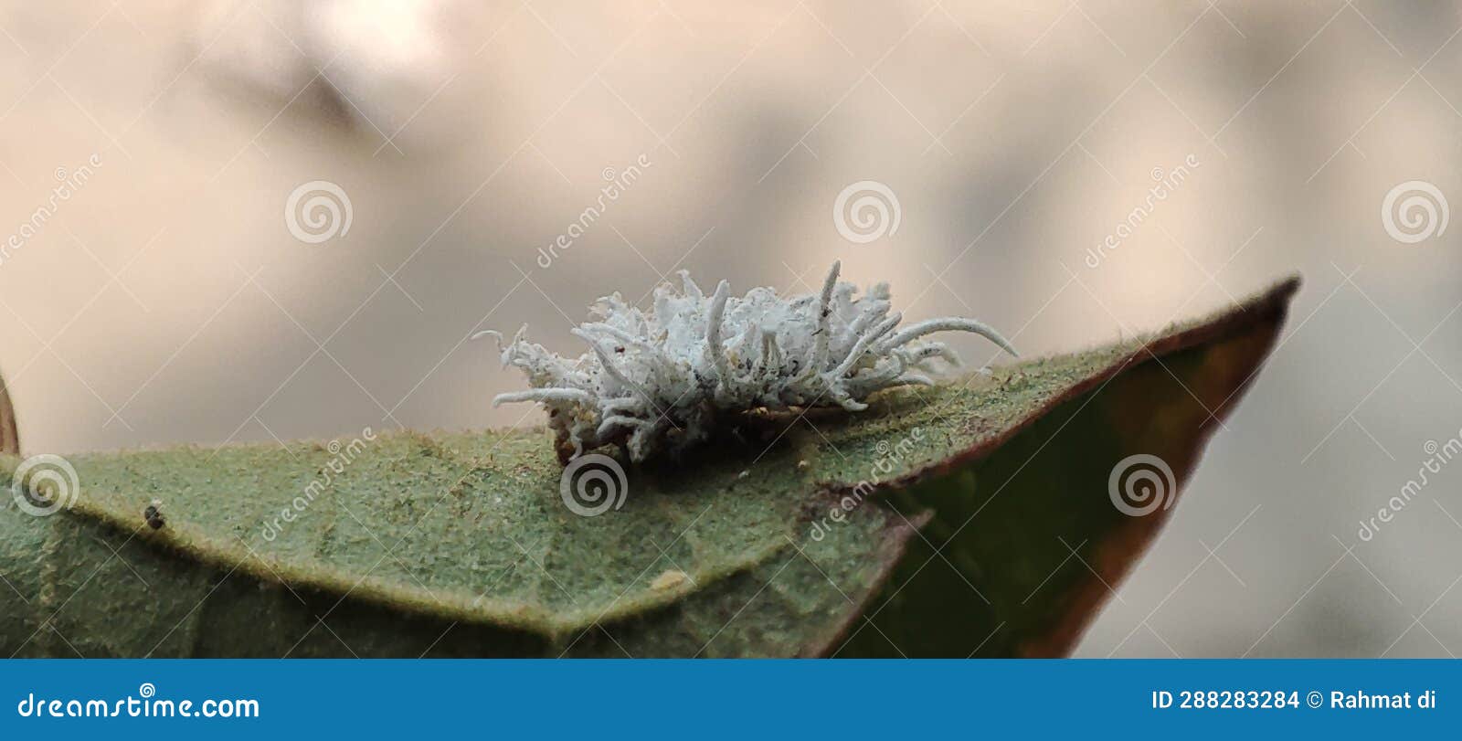 Small Larvae and when Large in Size Eat Insects on Ornamental Plants ...