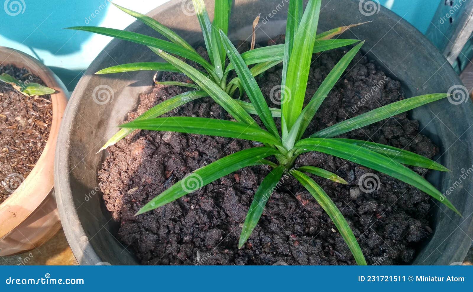 Small laurel plant on pot stock image. Image of tree - 231721511
