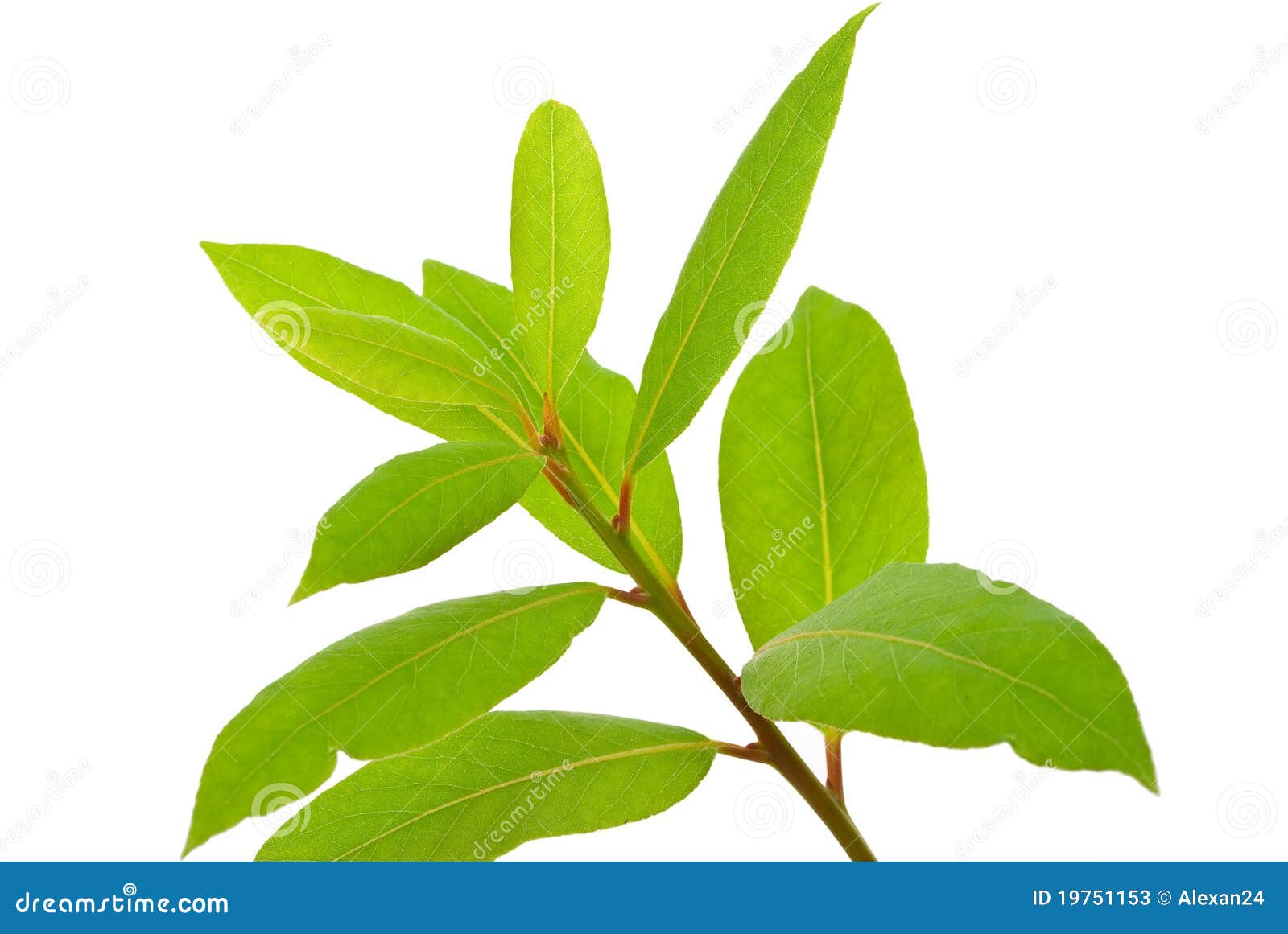 Small laurel tree stock image. Image of green, growth - 19751153