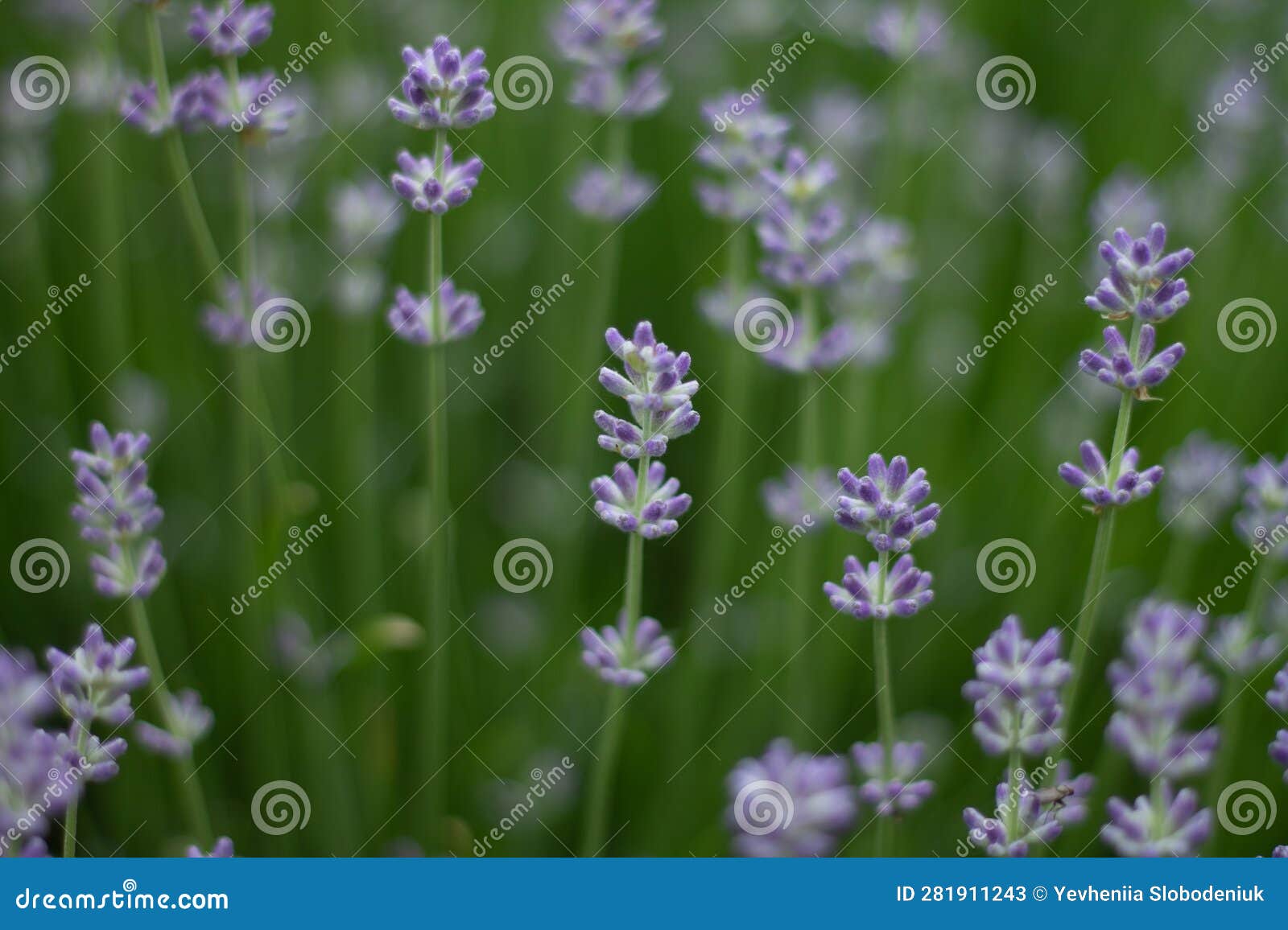 Small lavender flowers stock image. Image of wildflower - 281911243