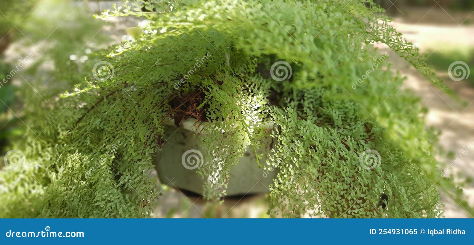 Small Leaf Adiantum Capillus-veneris Plant Stock Image - Image of small ...