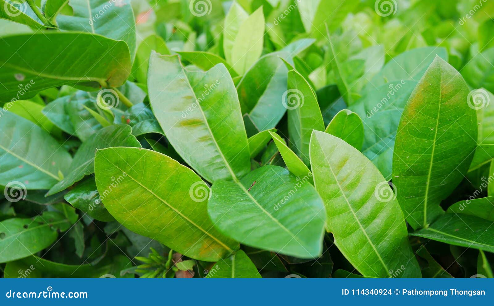 Small leaf for background stock photo. Image of design - 114340924