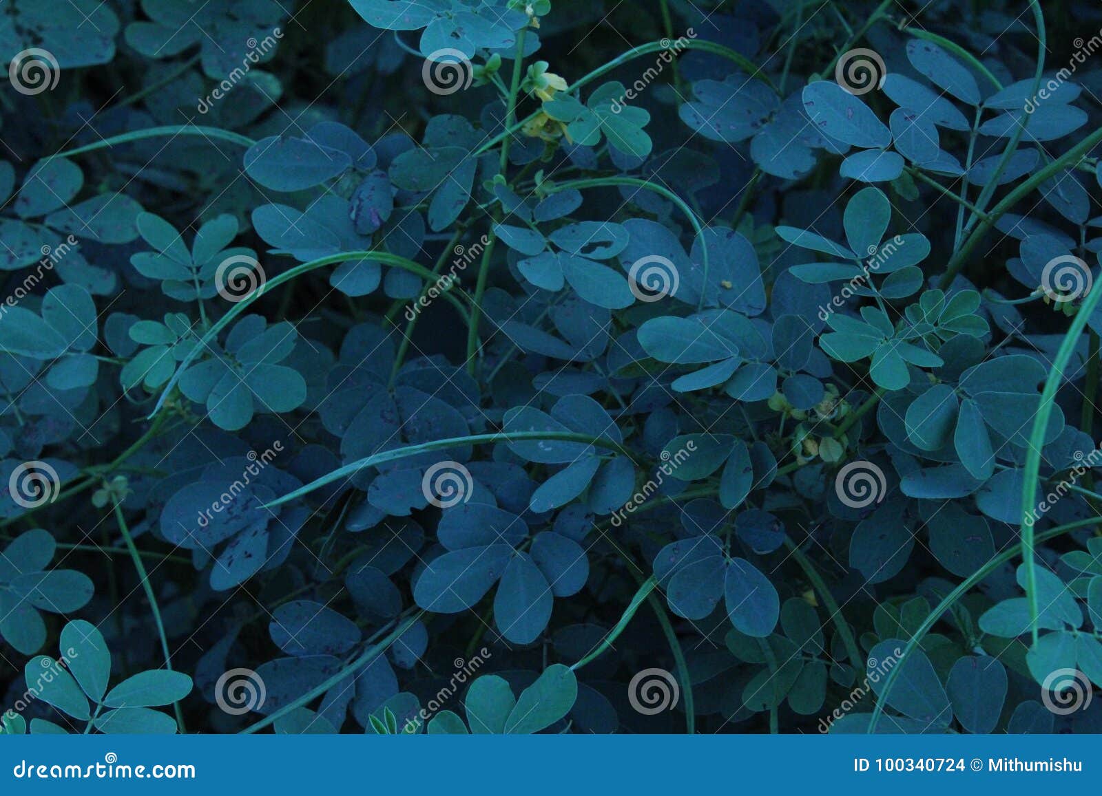 Small leaf stock photo. Image of beautiful, leaf, looking - 100340724