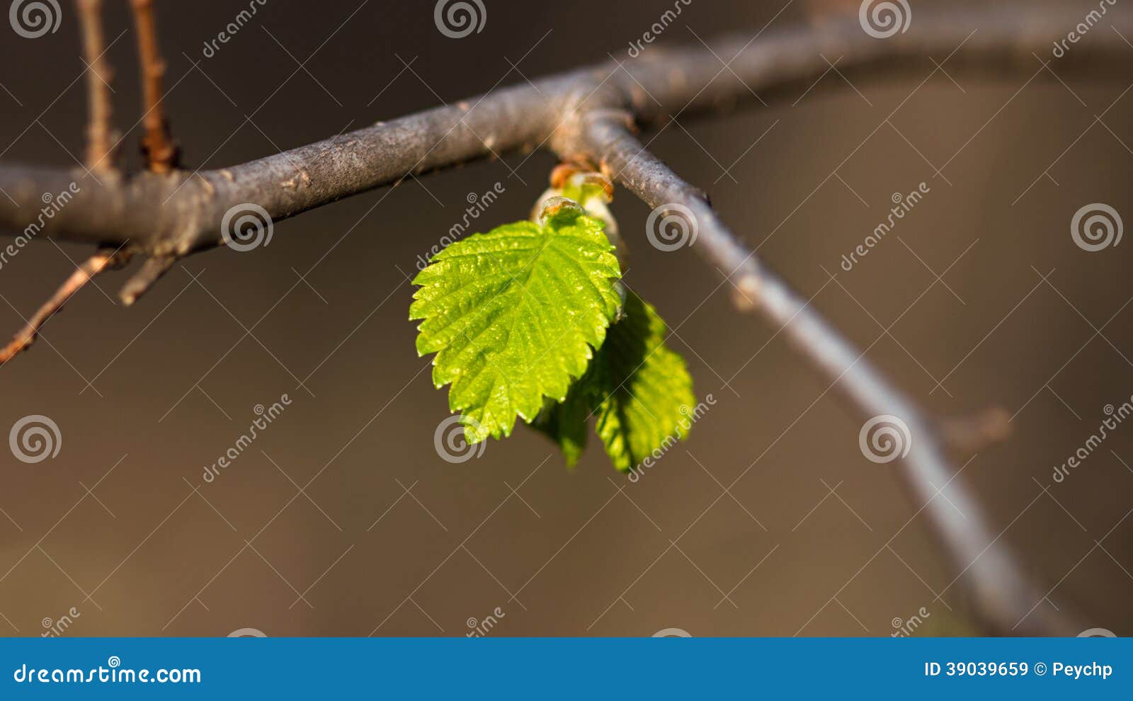 Small leaf bud stock image. Image of environment, cycle - 39039659