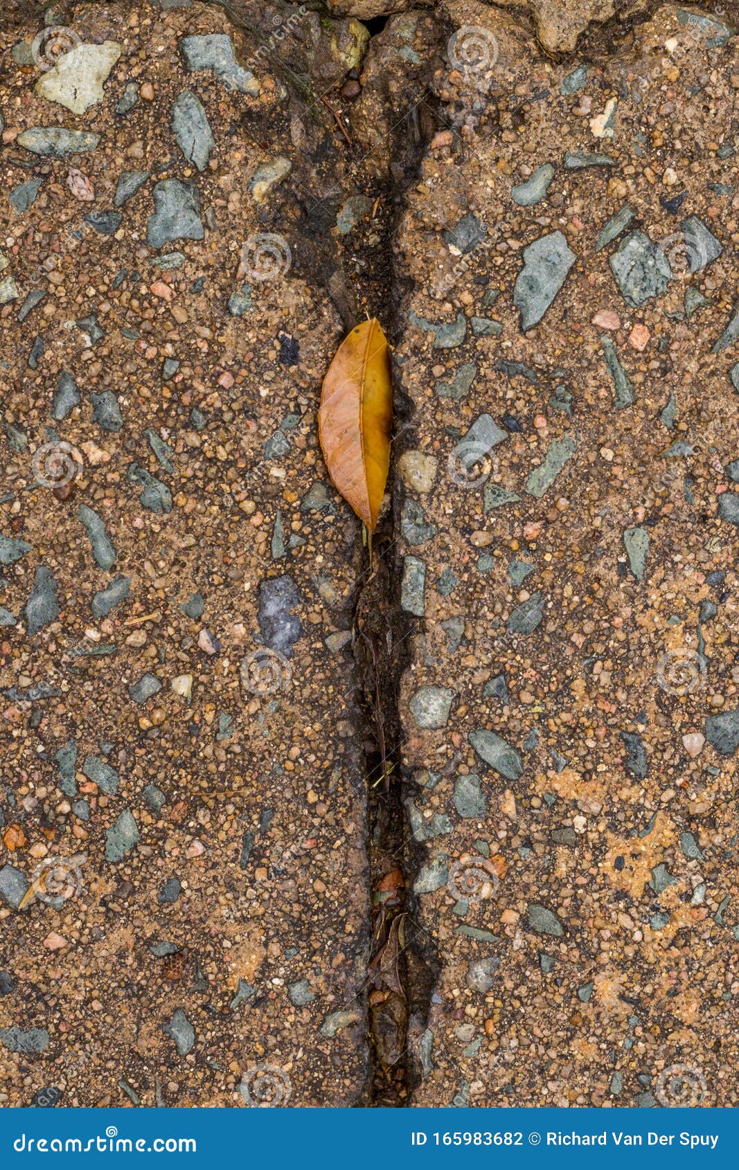 Small Leaf Washed into a Crack Stock Photo - Image of backdrop, cover ...