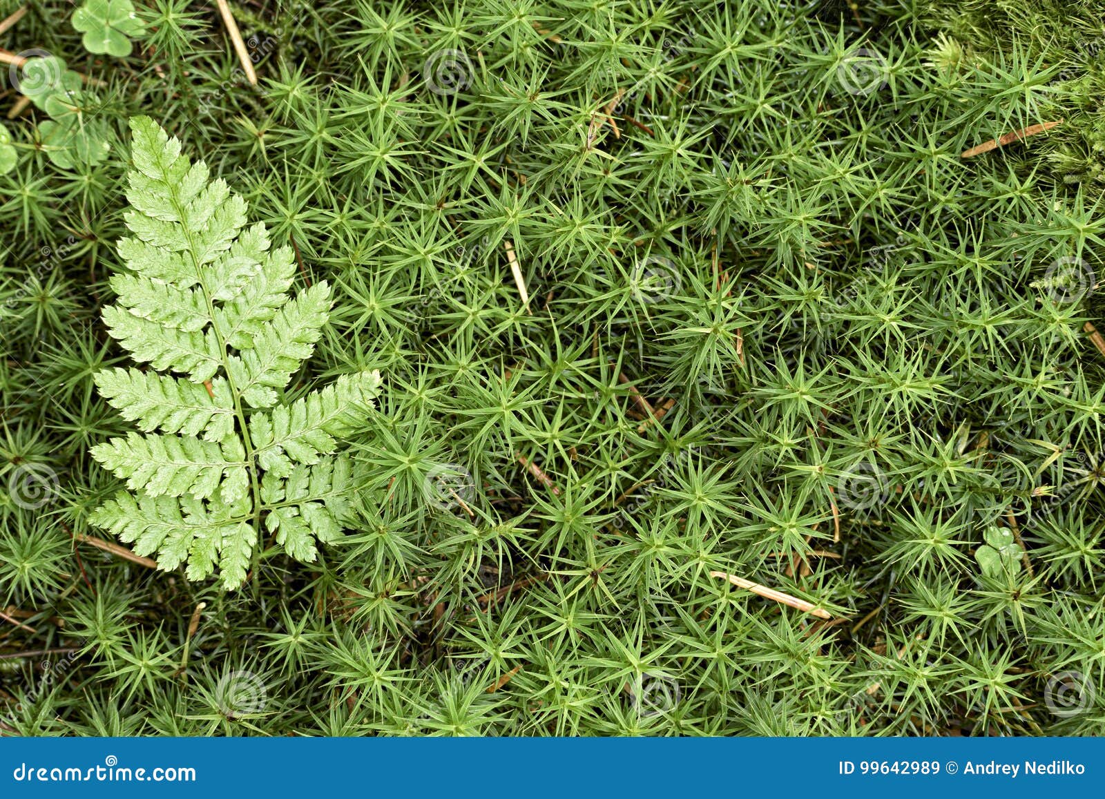 A Small Leaf of a Fern on a Background of Moss. Stock Image - Image of ...