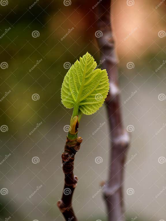 Small Leaf of Fig Tree on Branch Stock Image - Image of green, sprout ...