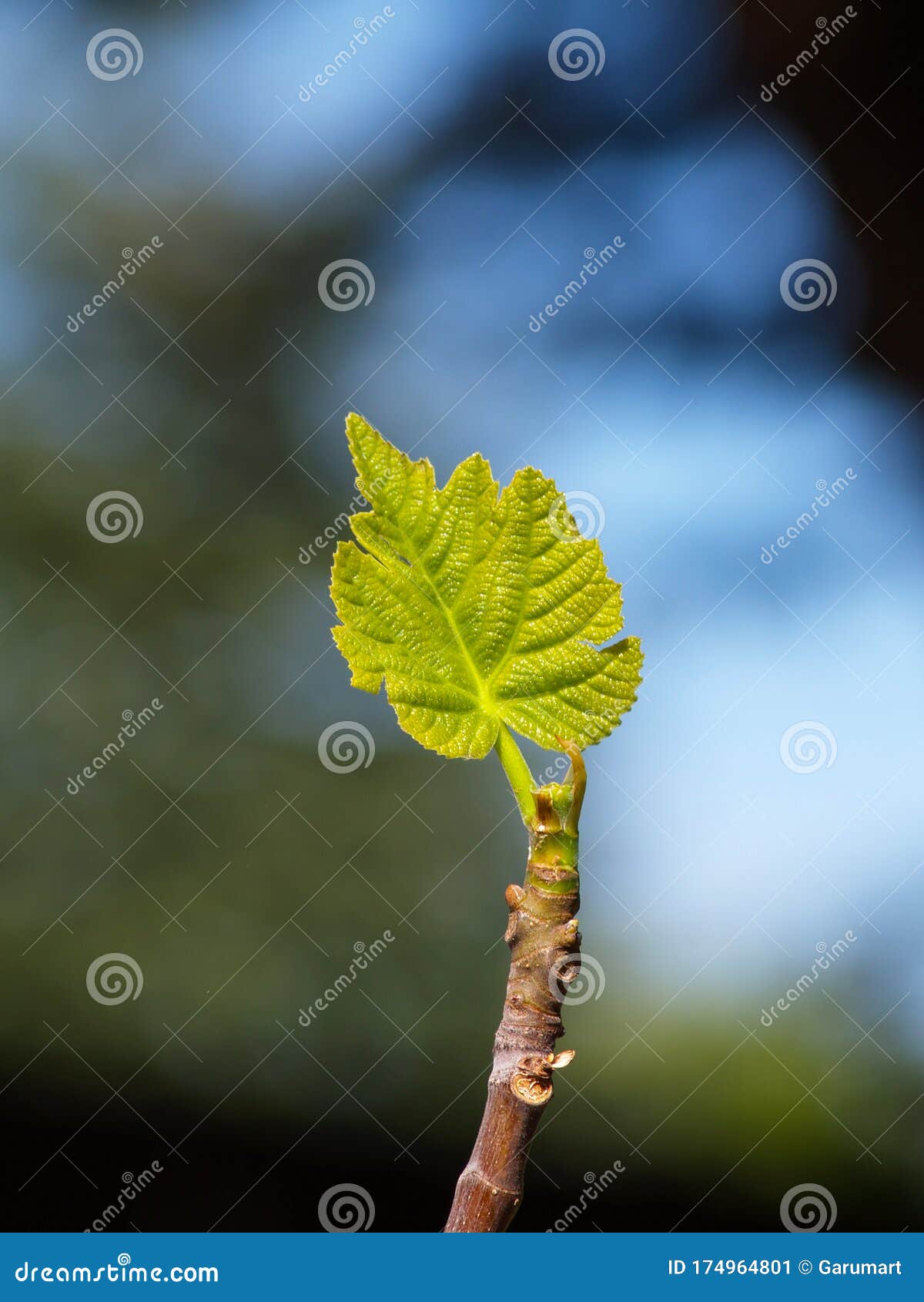 Small Leaf of Fig Tree on Branch Stock Image - Image of fruit ...
