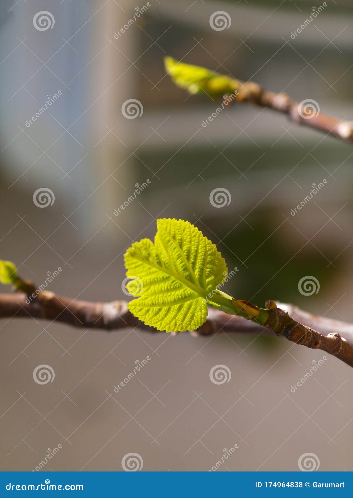 Small Leaf of Fig Tree on Branch Stock Photo - Image of food, ripe ...