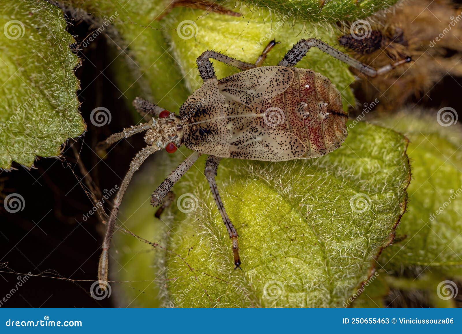 Small Leaf-footed Bug stock image. Image of coreinae - 250655463