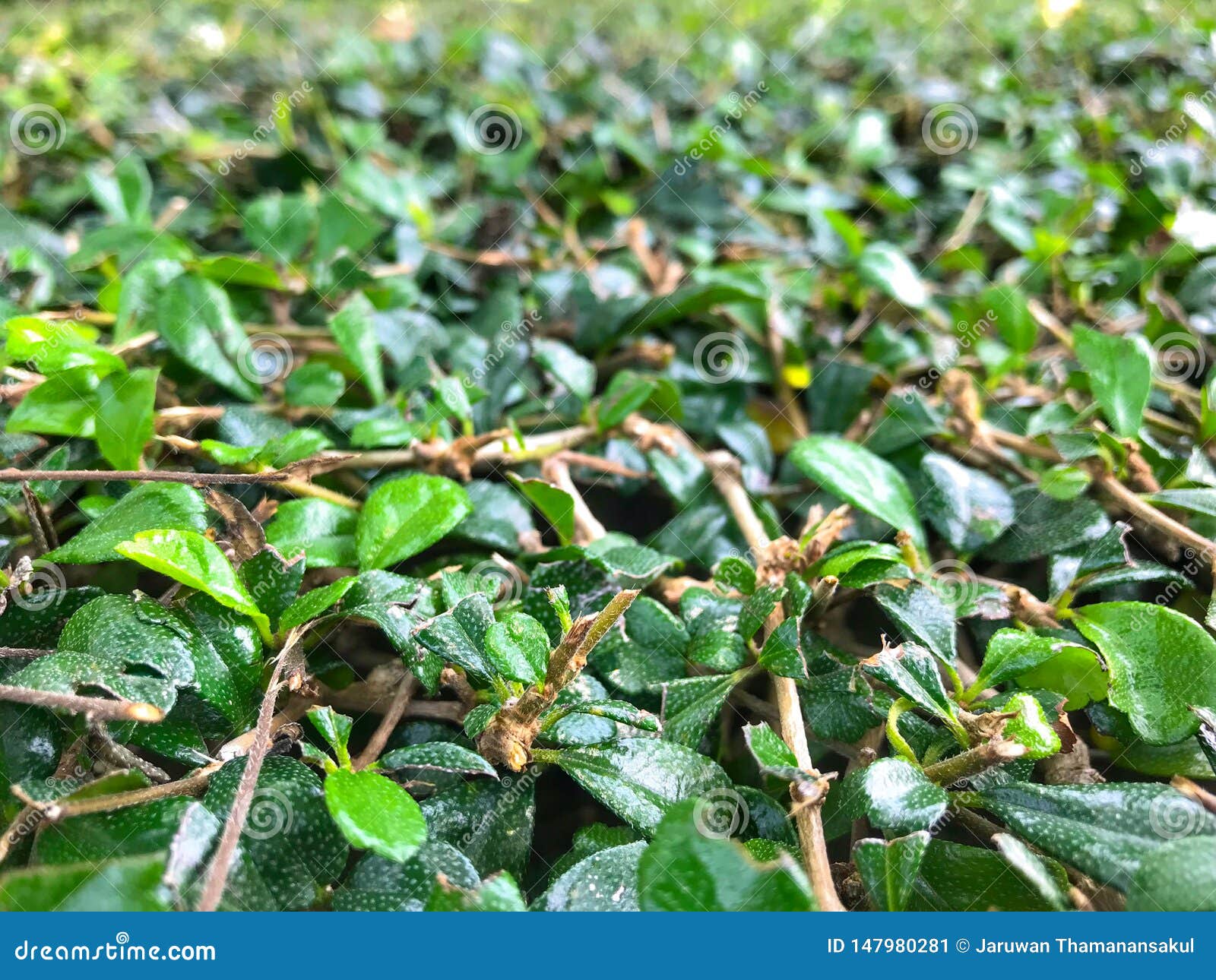 Small leaf in the garden. stock image. Image of vegetate - 147980281