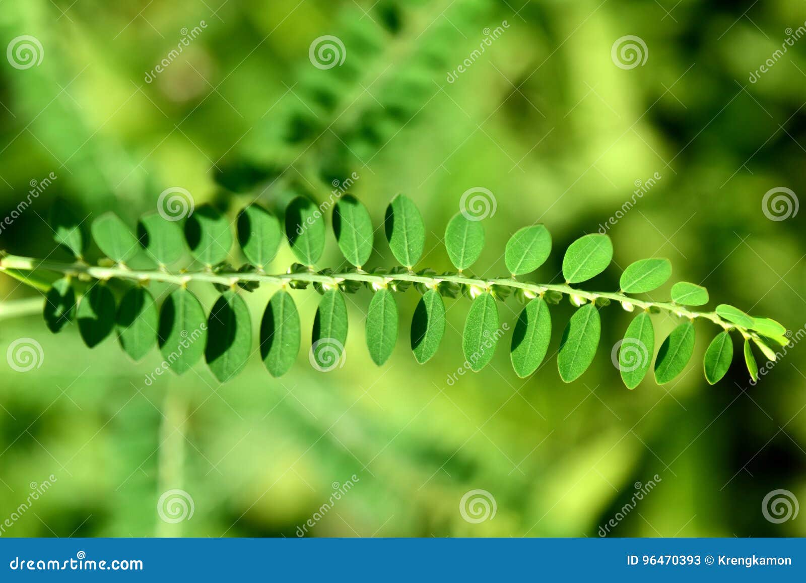 Small Leaf stock image. Image of background, flower, mimosa - 96470393