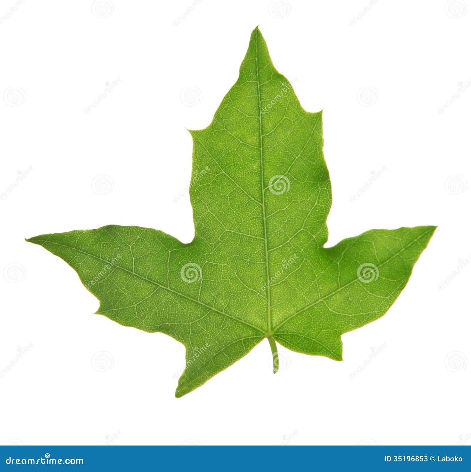 Small leaf of maple stock image. Image of nature, garden - 35196853