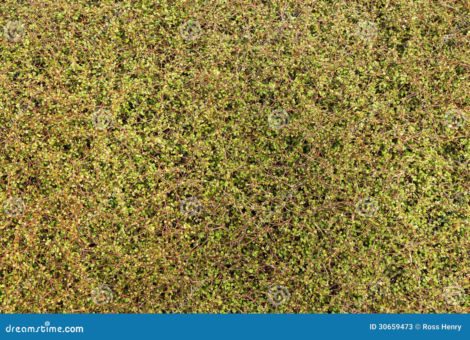 Small Leaf Mass Texture stock image. Image of nature - 30659473