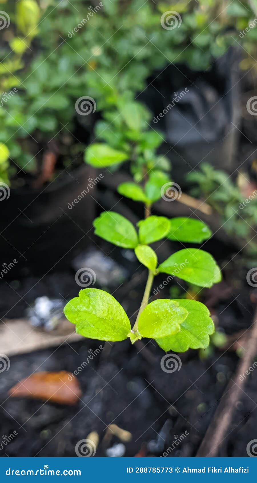 Small Leaf Scenery Landscape Stock Image - Image of nature, plant ...
