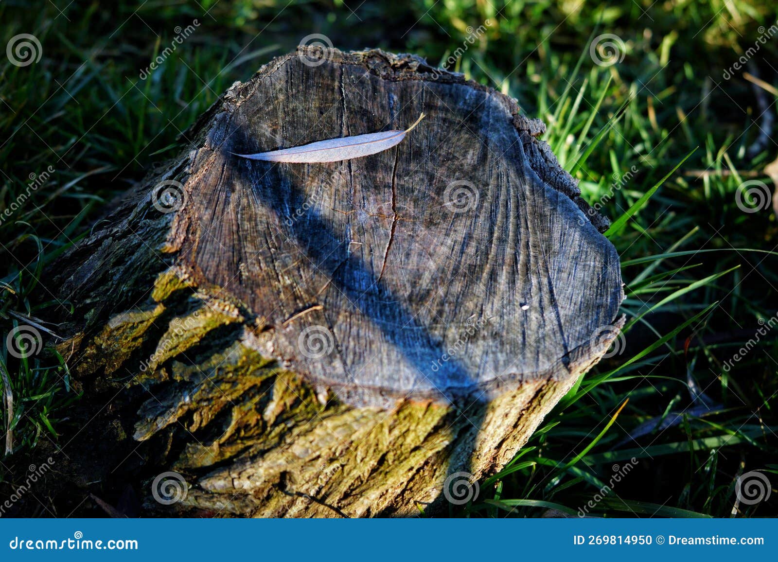 Small leaf on a snag stock photo. Image of autumn, small - 269814950