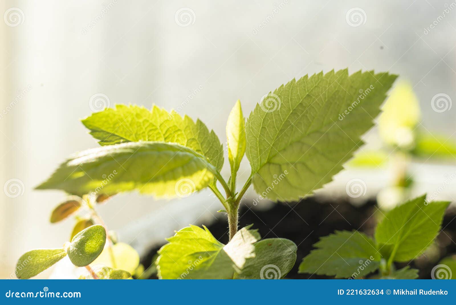 A Small Leaf Sprout of the Plant, Growing New Life Stock Photo - Image ...