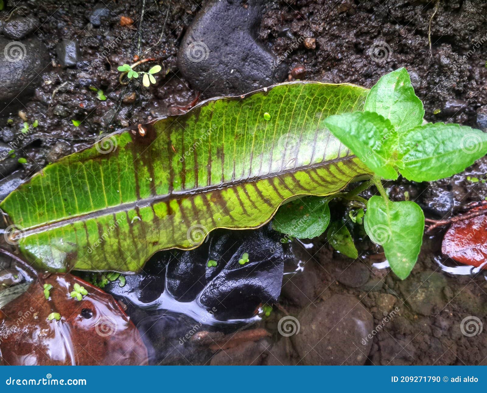 Small Leaf Texture that Grows on Water in Indonesia 24 Stock Photo ...