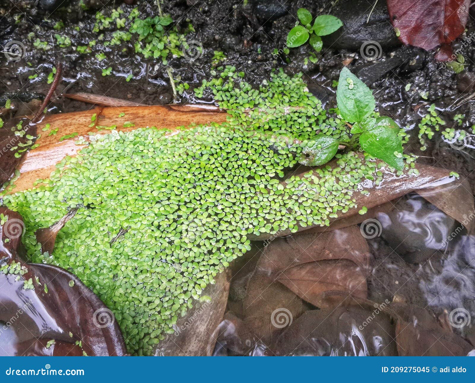 Small Leaf Texture that Grows on Water in Indonesia 5 Stock Image ...
